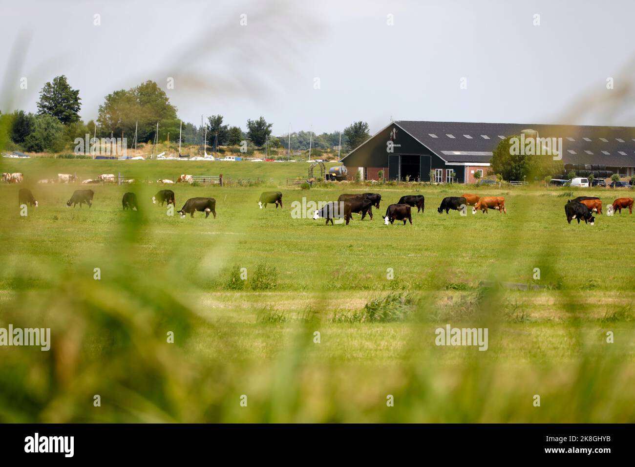 Cattle on a farmland, The Netherlands Stock Photo - Alamy