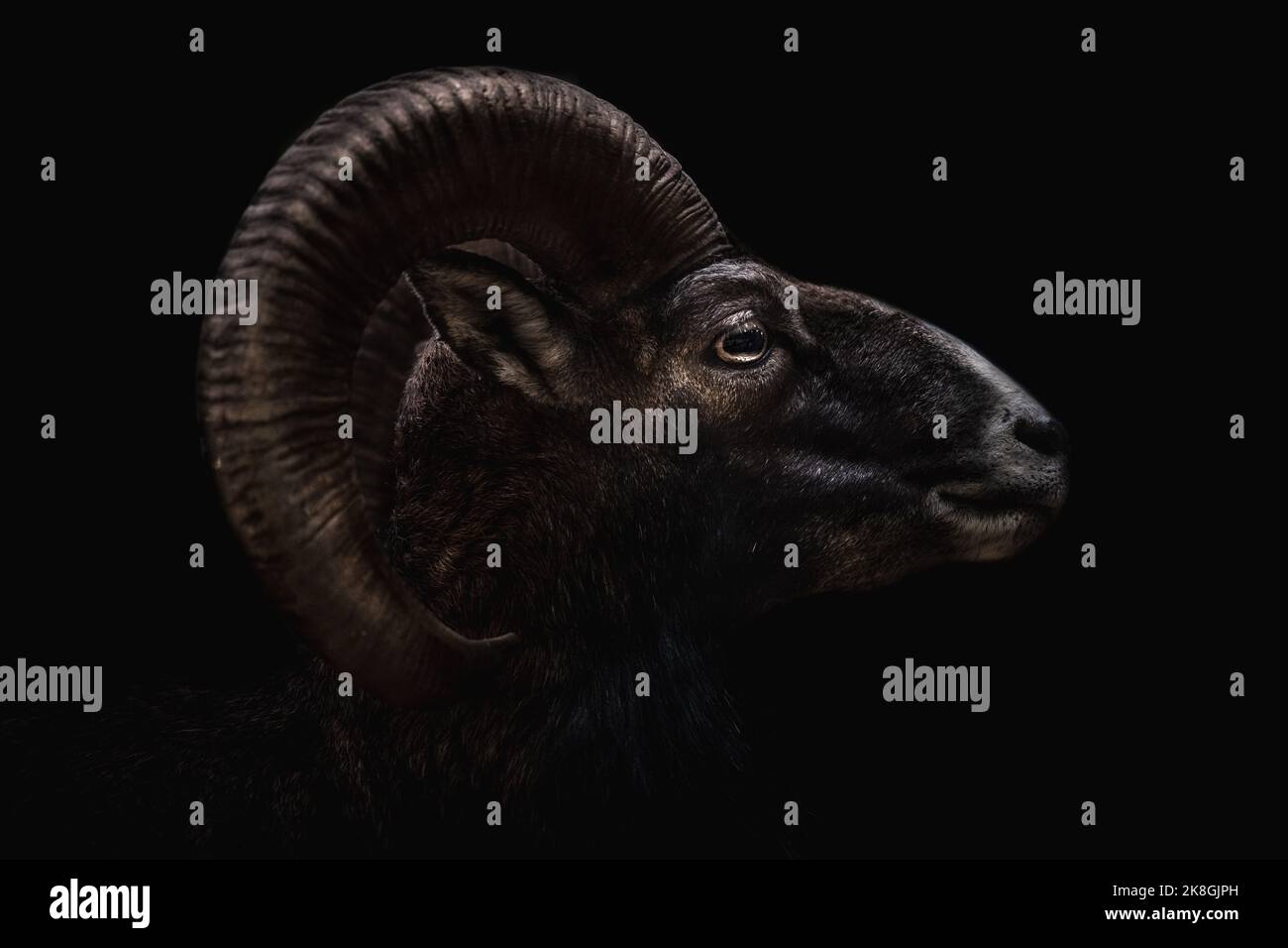 Head of dark ram with large helix shaped horns located against black ...
