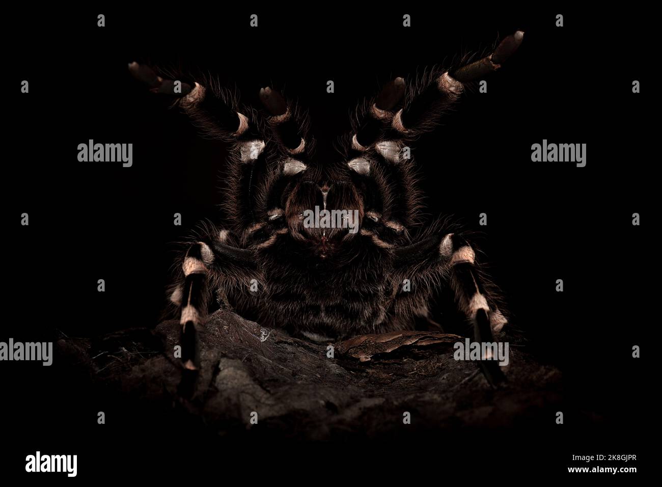 Hairy tarantula spider raising legs and threatening camera while ...