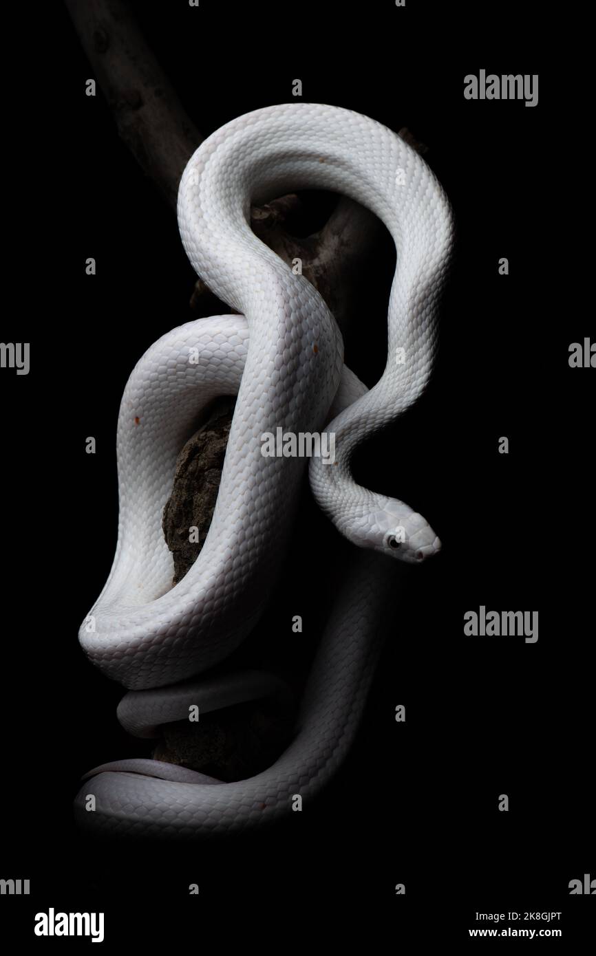 White common tree boa wrapping body around branch against black ...