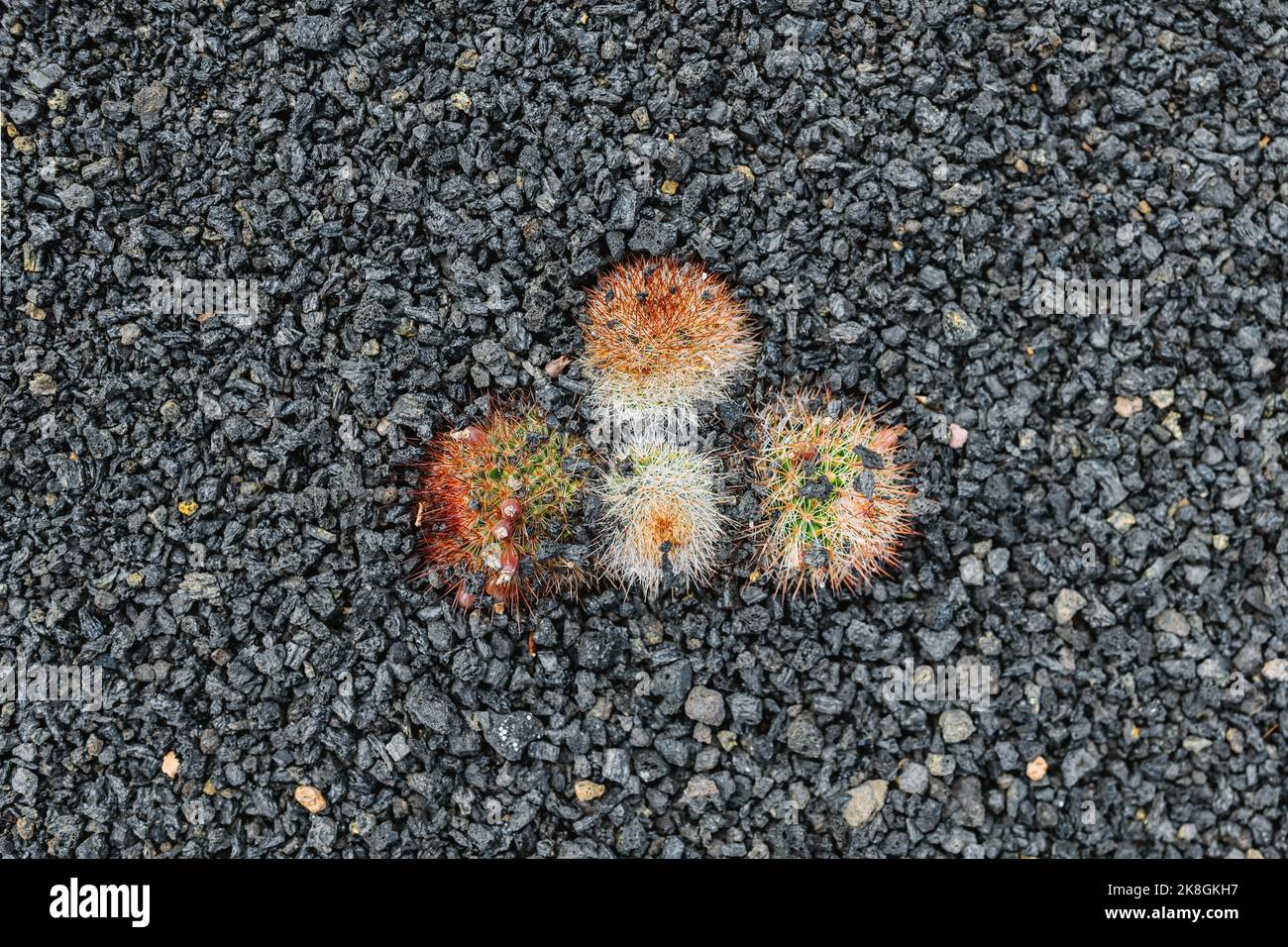 Top view of tiny cacti with red prickles growing on rocks in garden in ...