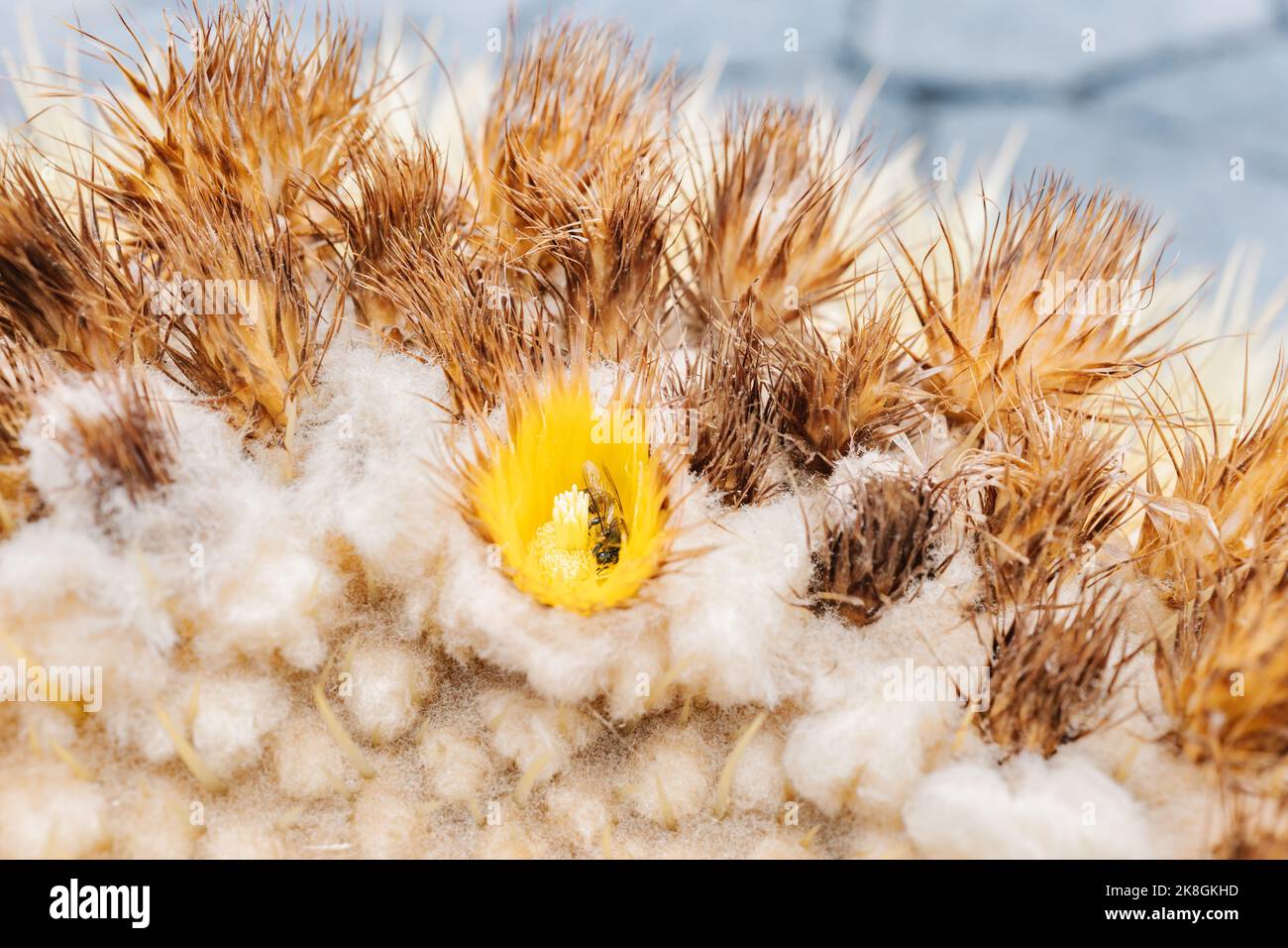 From above fluffy cactus flower with small insect collecting pollen on ...