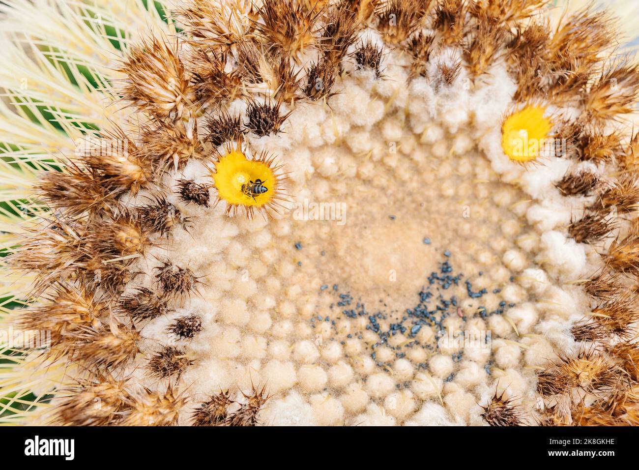 Top view of fluffy cactus flower with small insect collecting pollen on ...
