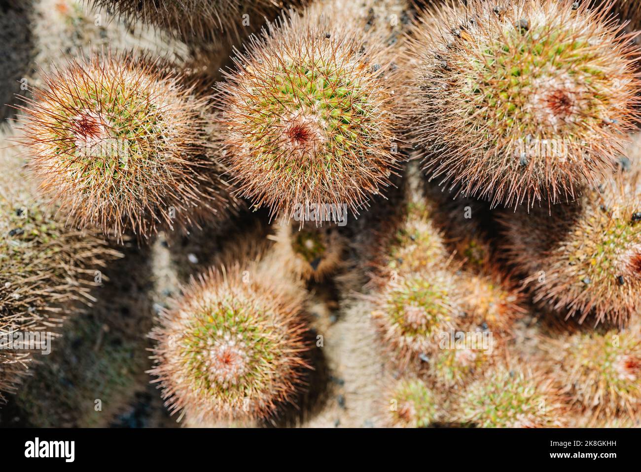 Top view of many small cacti with thin red thorns growing under ...