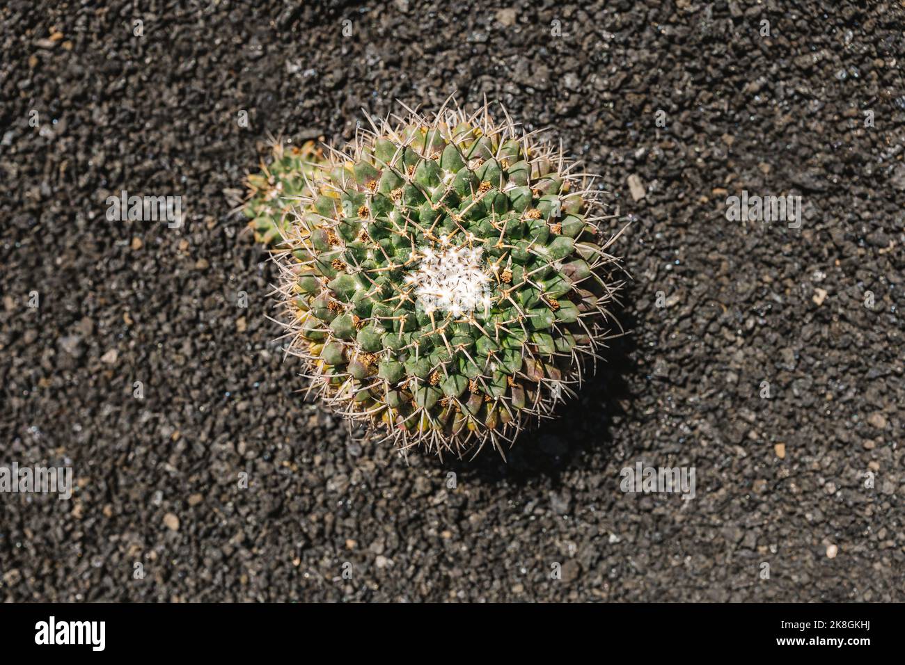 Top view of small cactus with thin thorns growing under sunlight in ...