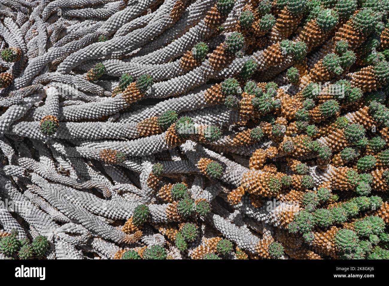 Full frame background of exotic cacti growing on sunlit ground in ...