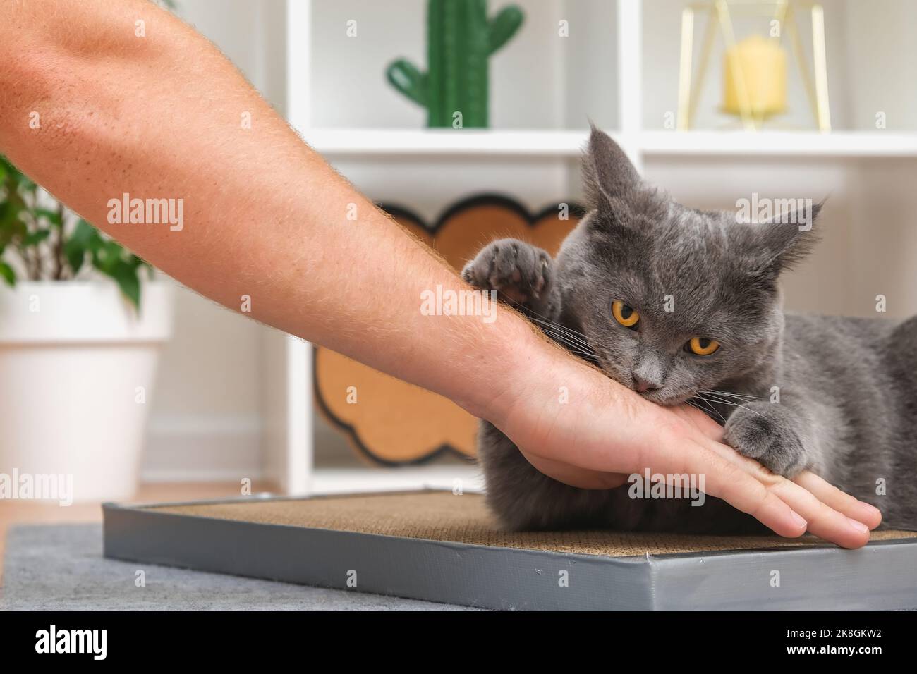 A grey cat is playing with a man's hand. The cat bites the man's hand ...