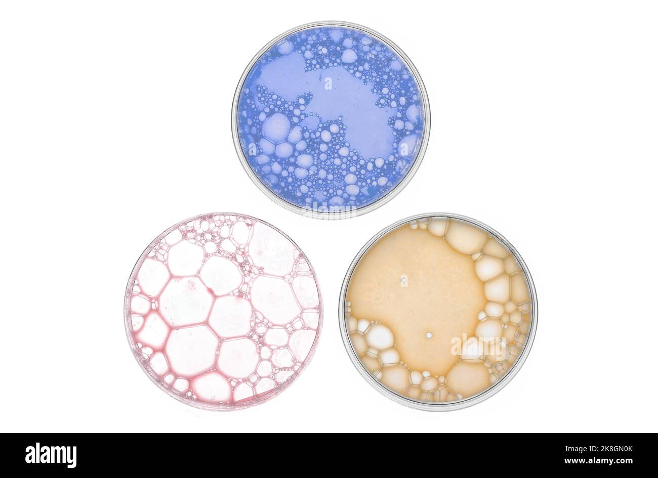 Top view microscope shot of glass Petri dishes with colorful liquid ...