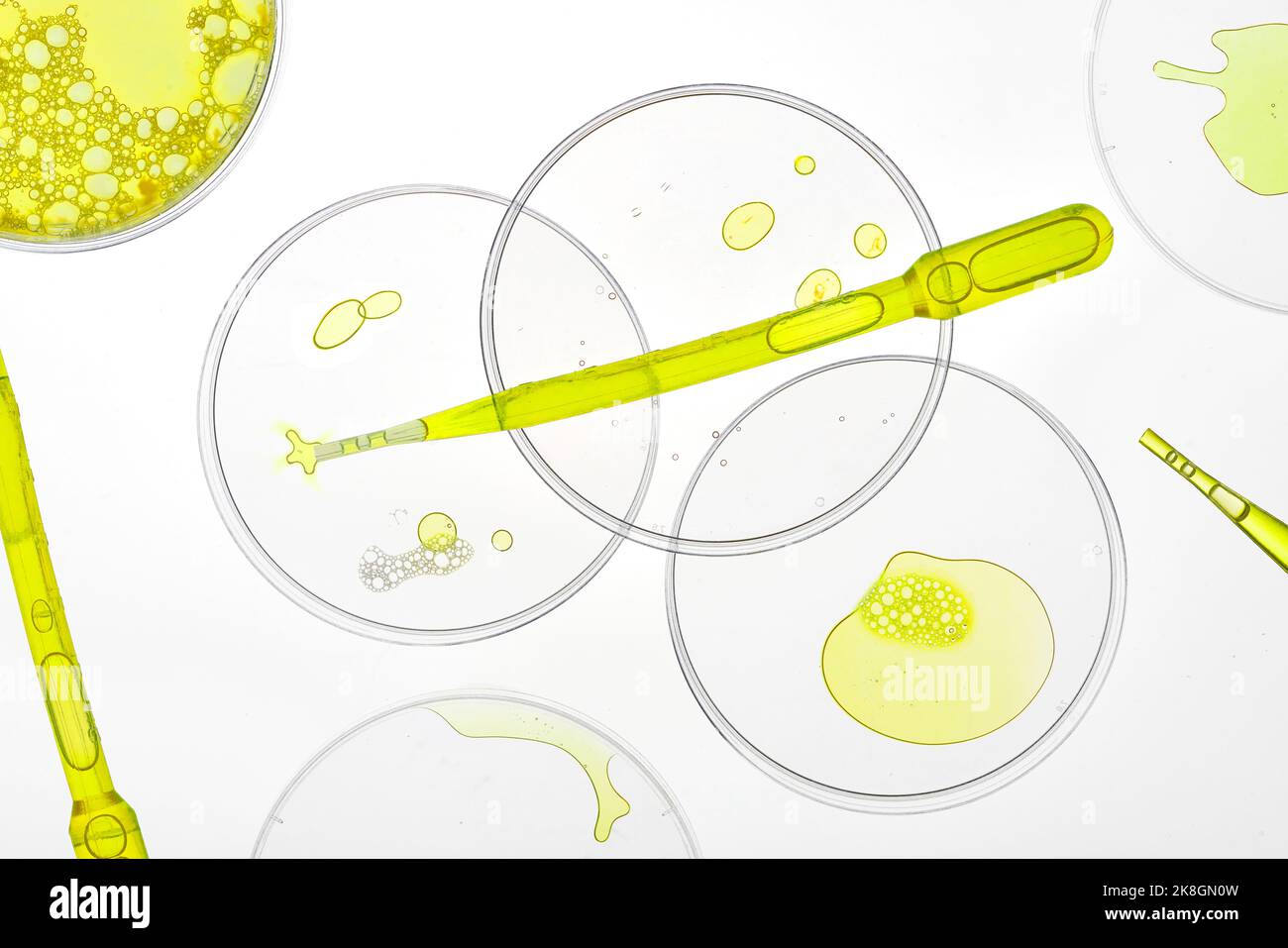 Top view of droppers and round Petri dishes with liquid yellow ...