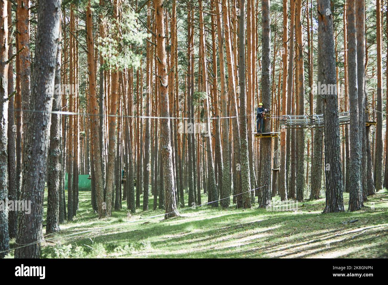 Child standing on platform on coniferous tree while exploring obstacle ...