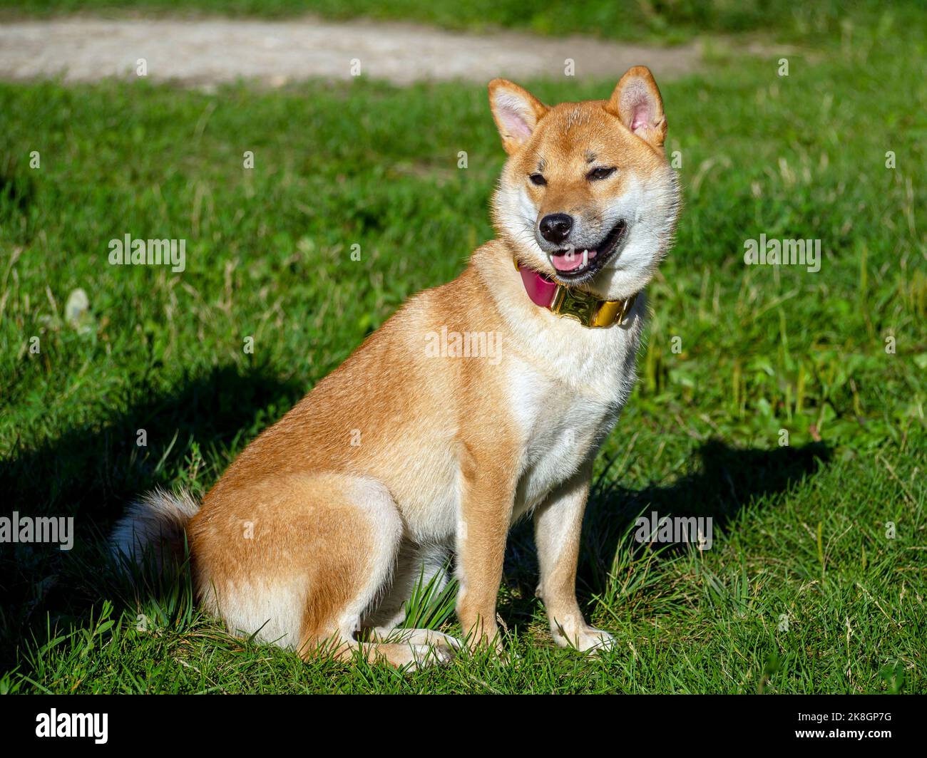 Shiba Inu plays on the dog playground in the park. Cute dog of shiba ...