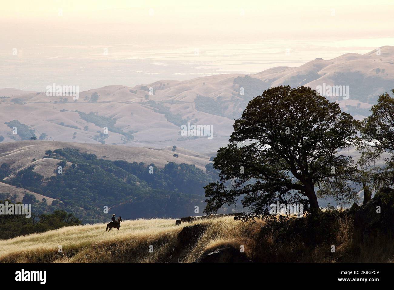 Cowboy gathering cows hi-res stock photography and images - Alamy