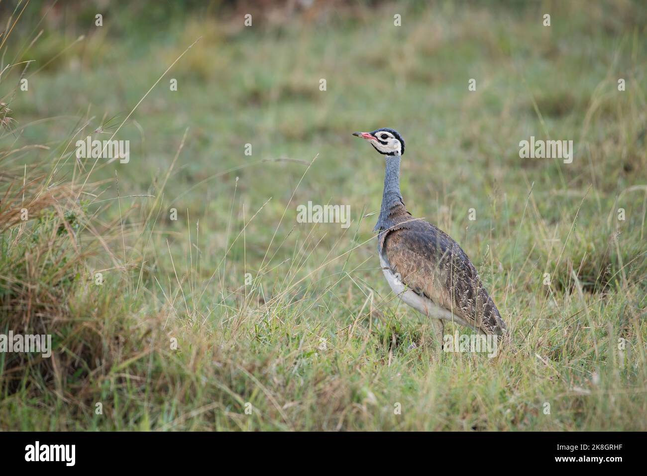 Male white-bellied bustard, also known as the white-bellied korhaan ...