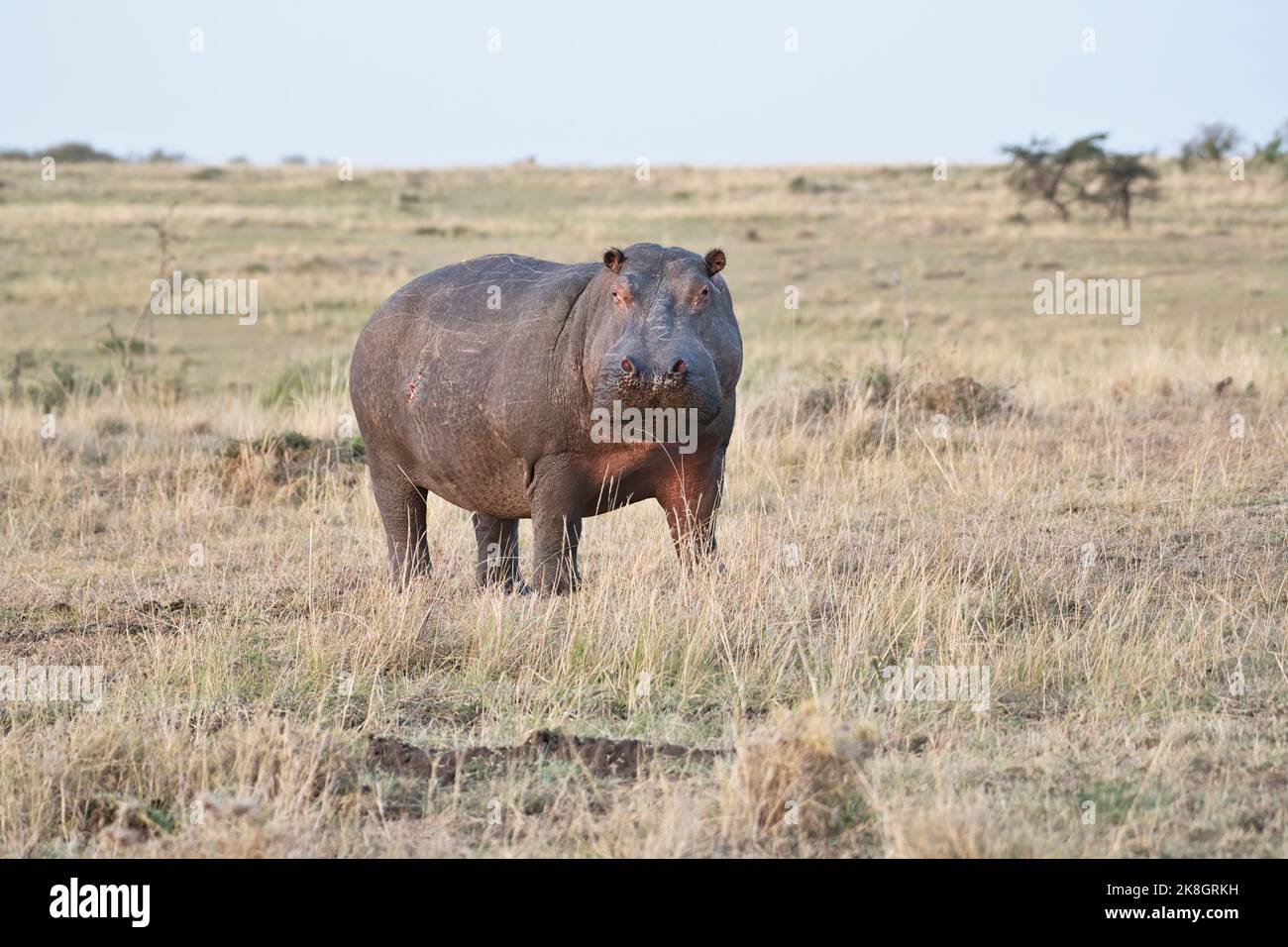 Hippopotamus (Hippopotamus amphibius) returning to water after grazing ...