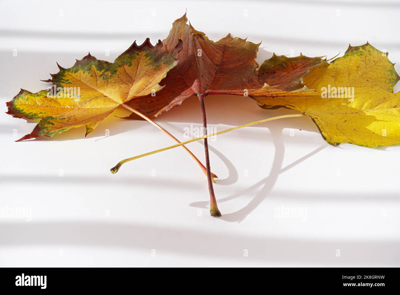 Autumn Leaves display showing in Colour Stock Photo - Alamy