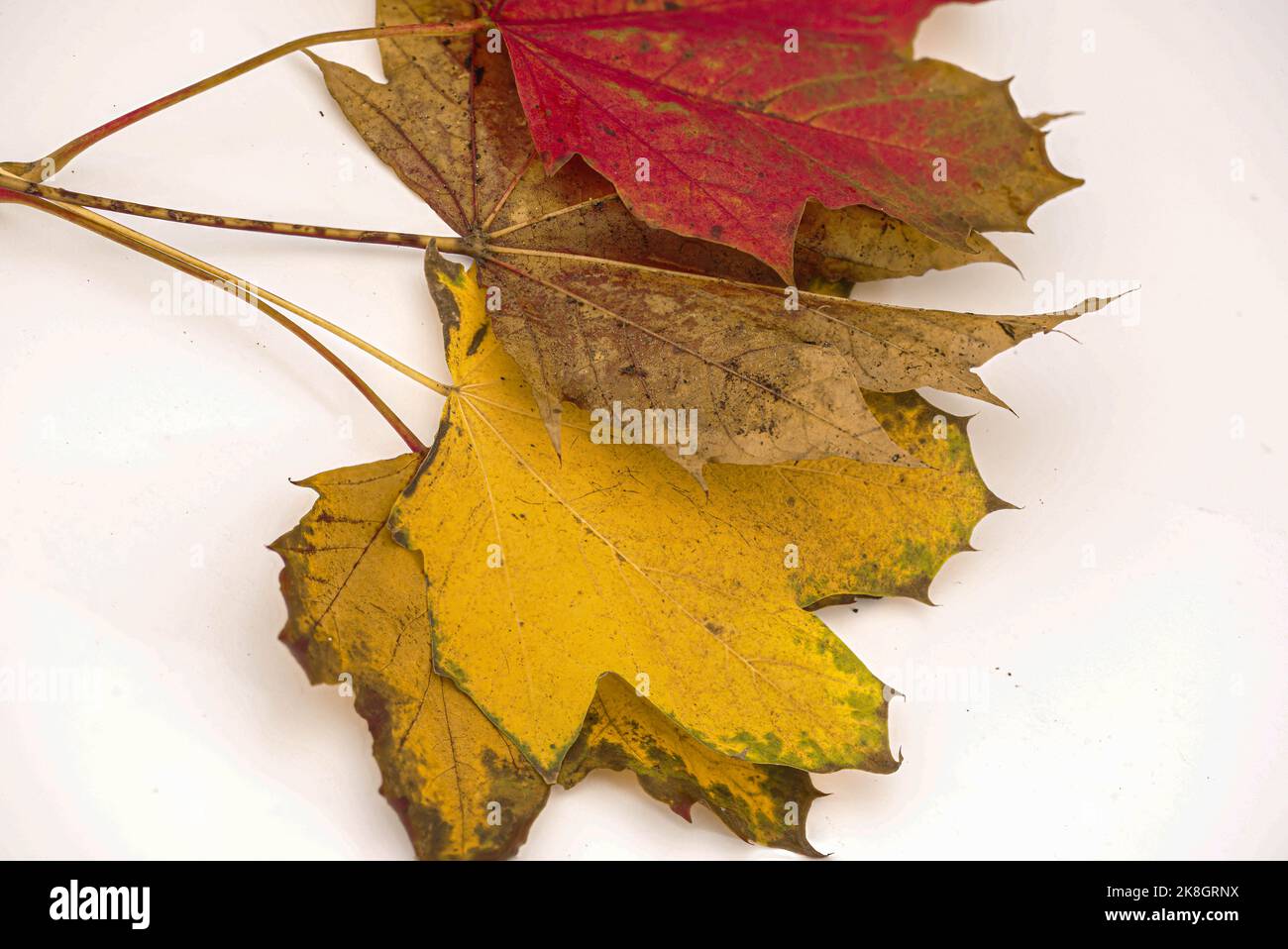 Autumn Leaves display showing in Colour Stock Photo - Alamy
