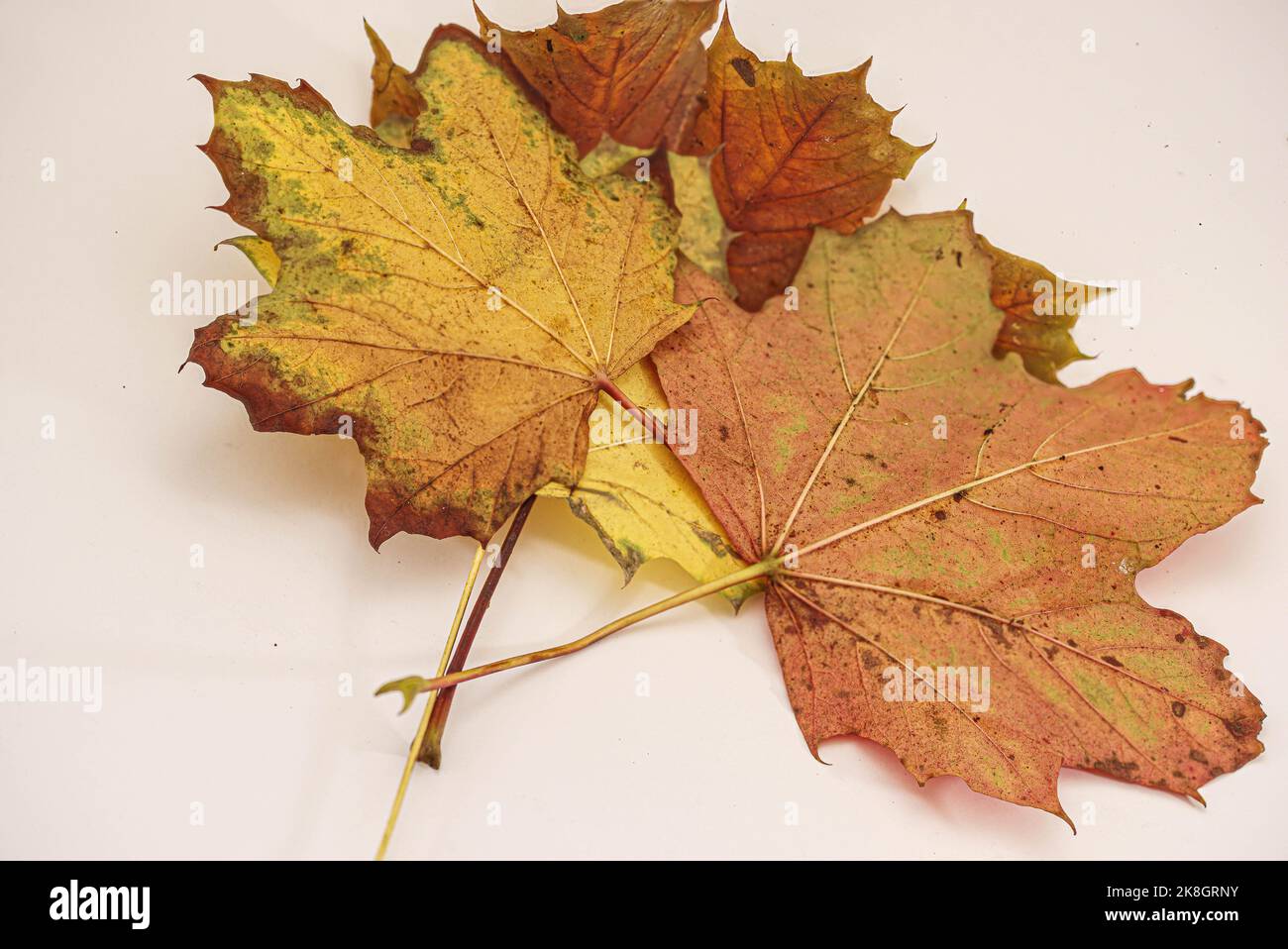 Autumn Leaves display showing in Colour Stock Photo - Alamy