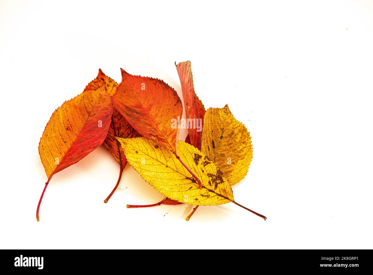 Autumn Leaves display showing in Colour Stock Photo - Alamy