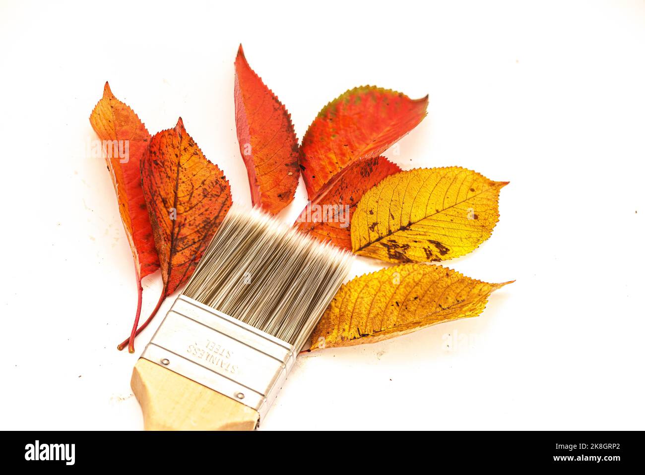Autumn Leaves display showing in Colour Stock Photo - Alamy