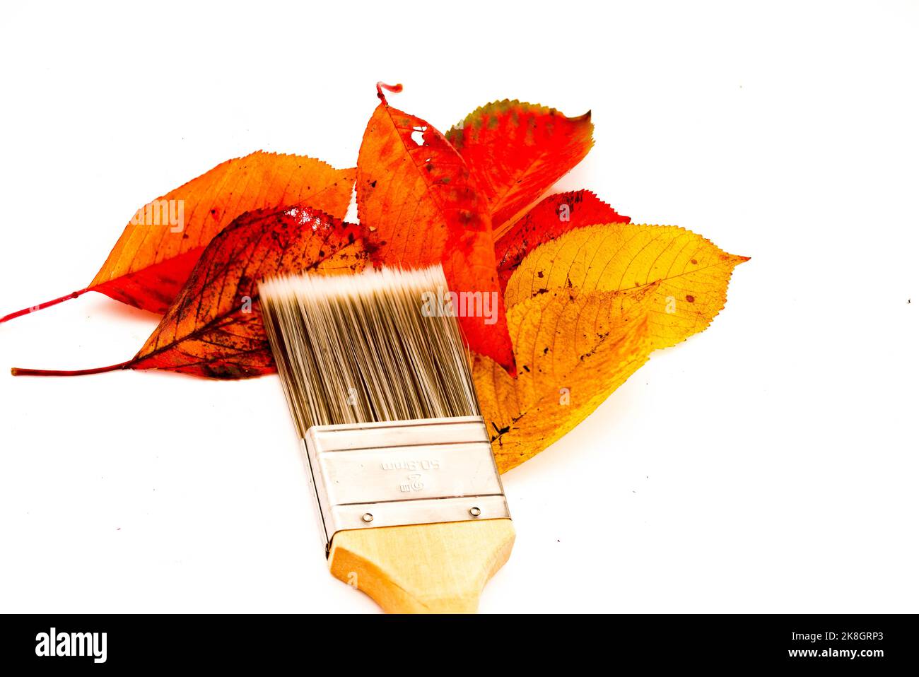 Autumn Leaves display showing in Colour Stock Photo - Alamy