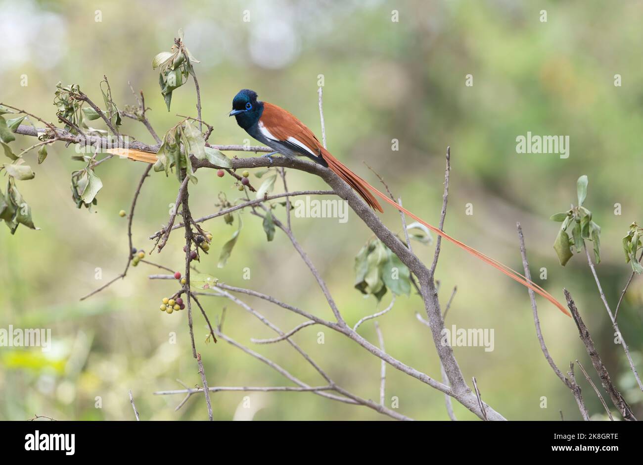 Rufous colour morph hi-res stock photography and images - Alamy