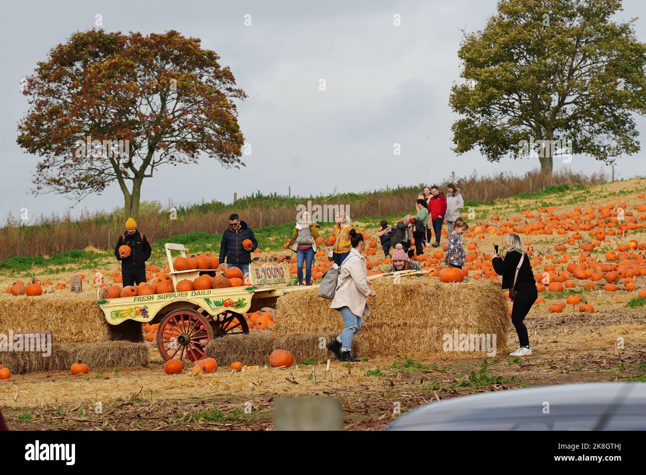 Exeter, UK - October 2022: Families visit a pick your own farm to pick ...