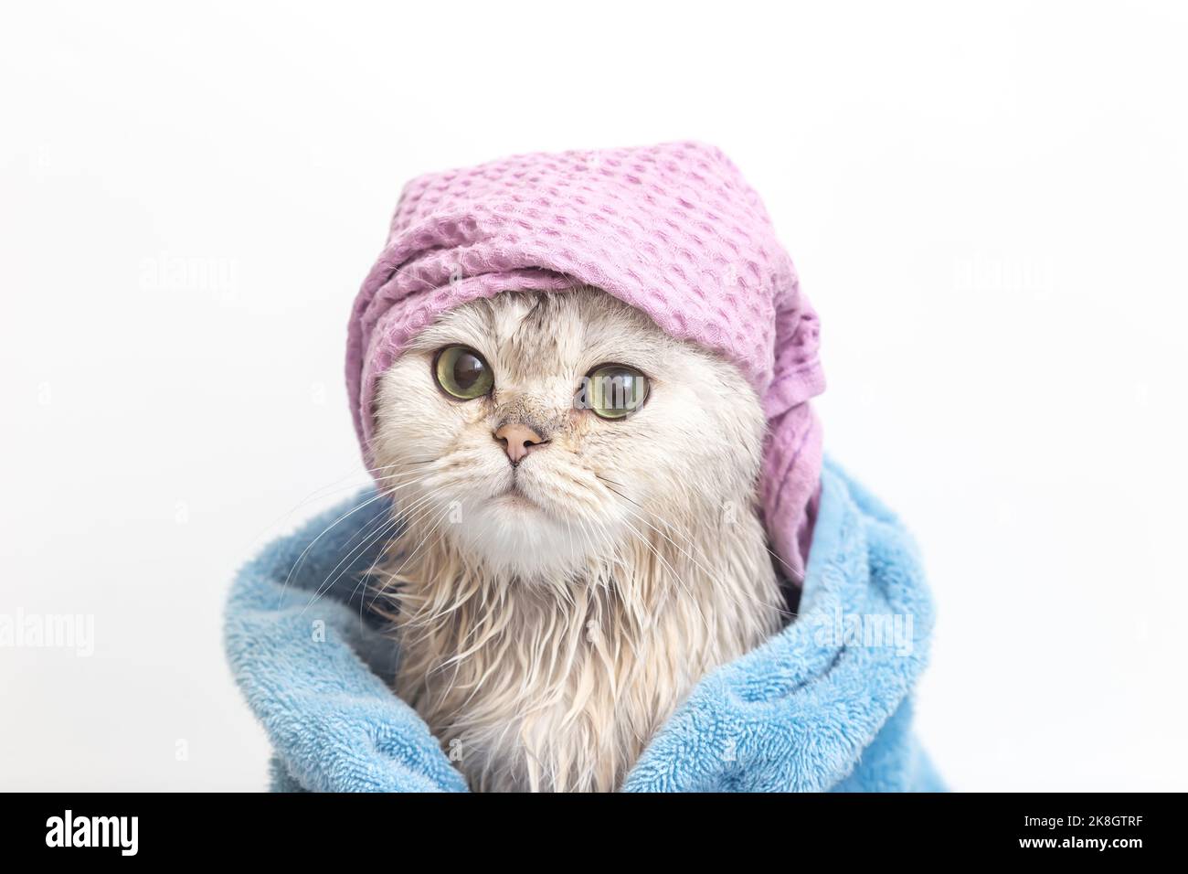 Funny cat, after bathing, wrapped in a blue towel in a violet cap on ...