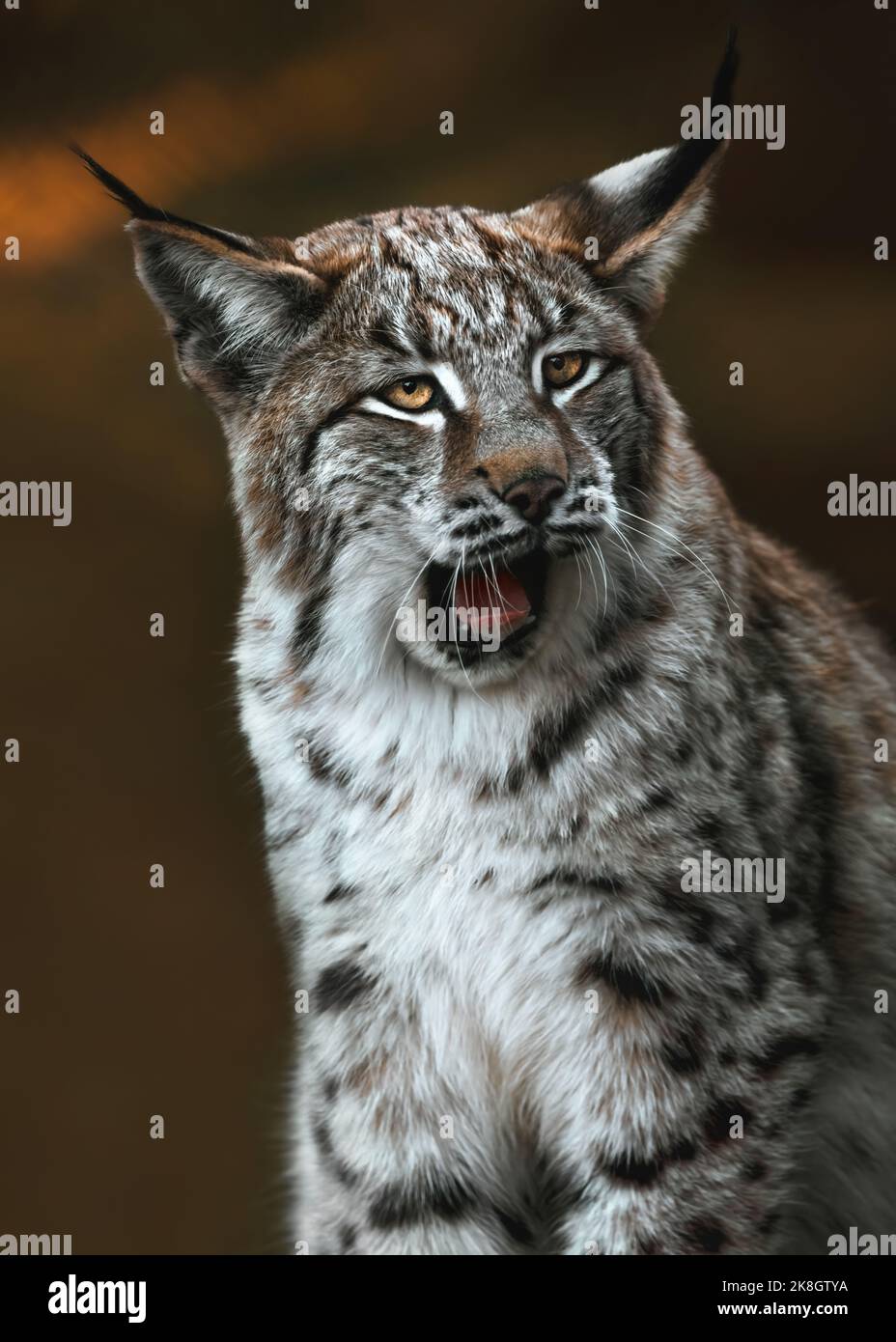 A young lynx looking funny while yawning, copper coloured background ...