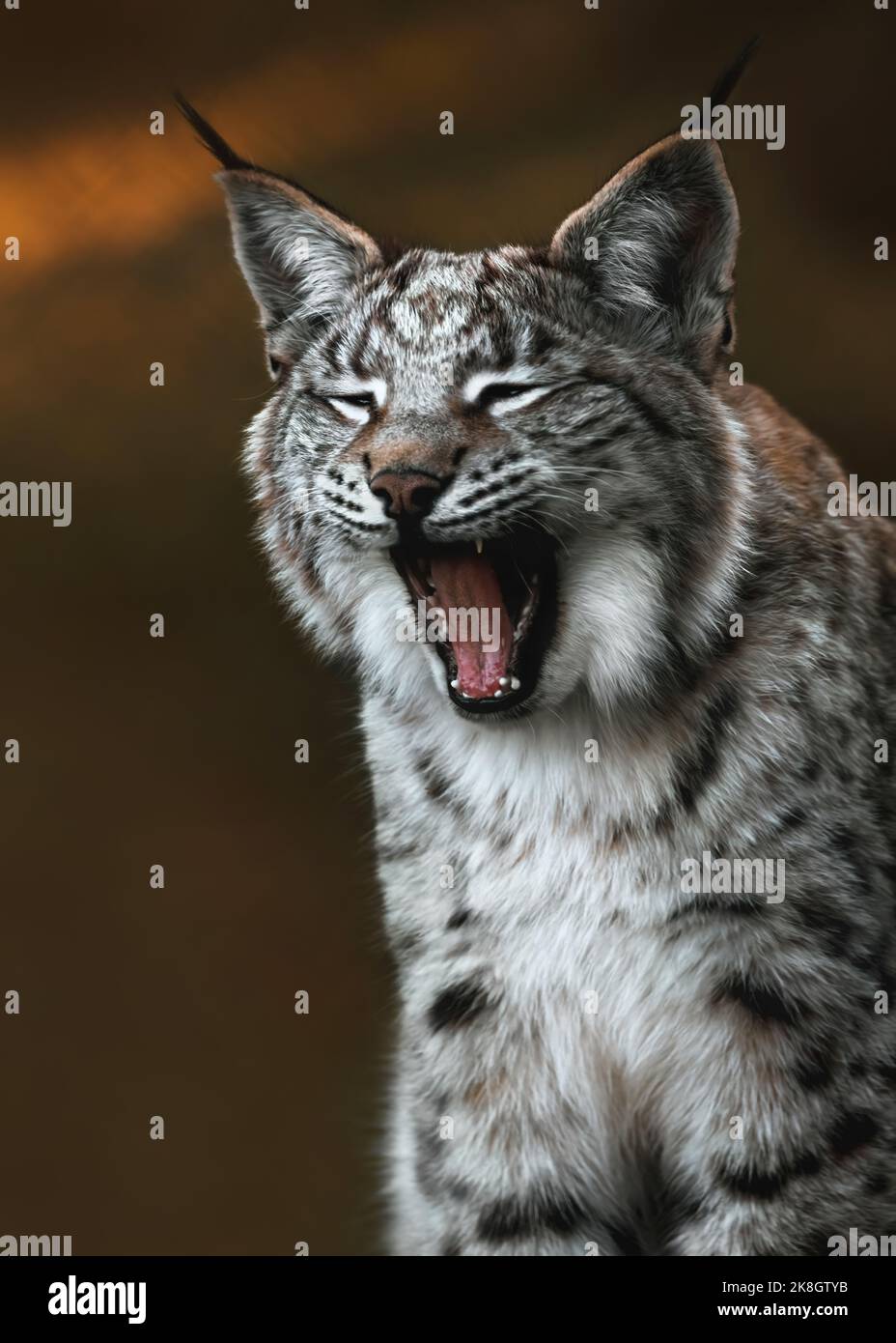 A young lynx looking funny while yawning, copper coloured background ...