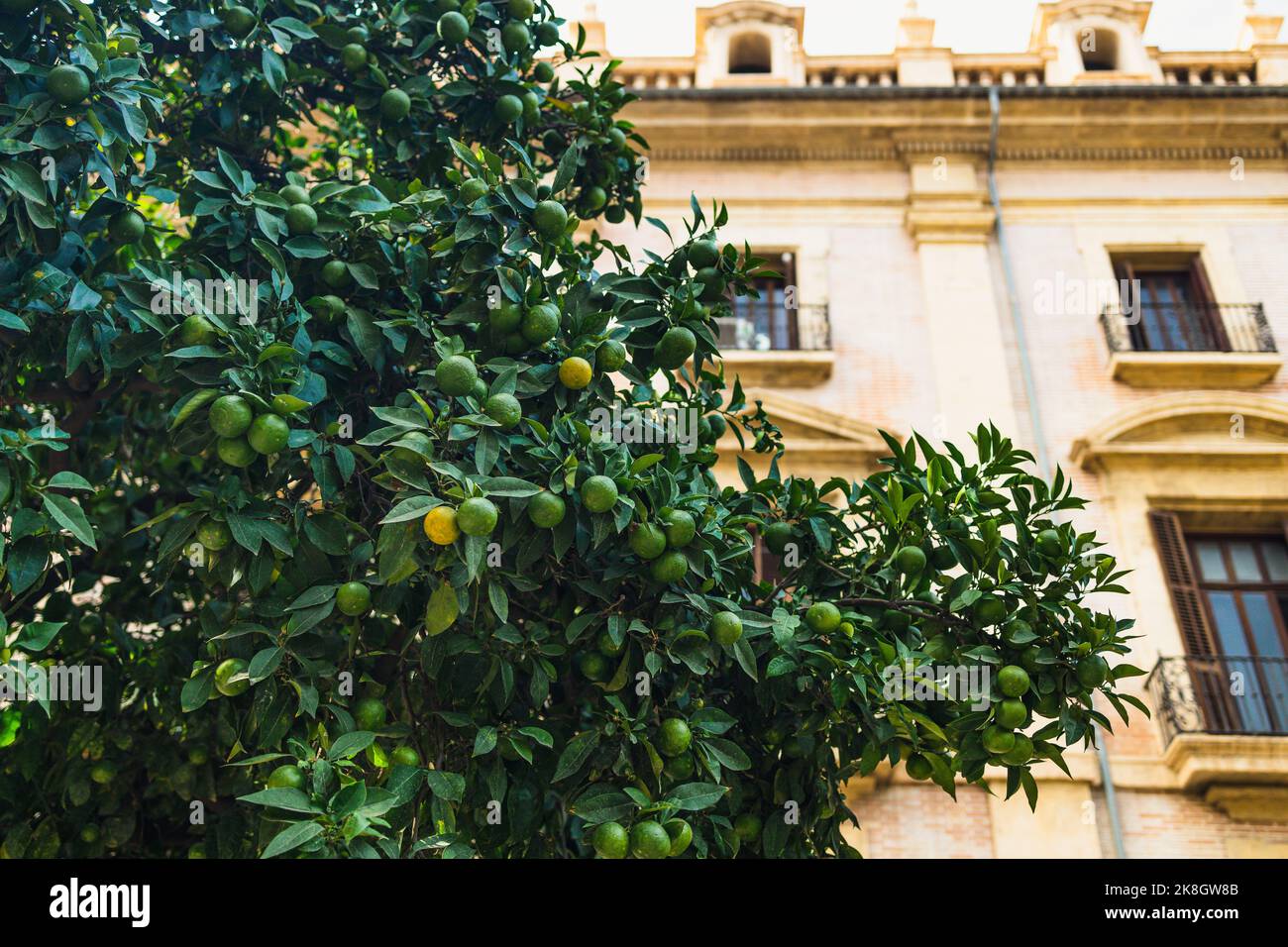 Yellow citrus lemon fruit and green leaves in old city centre of ...