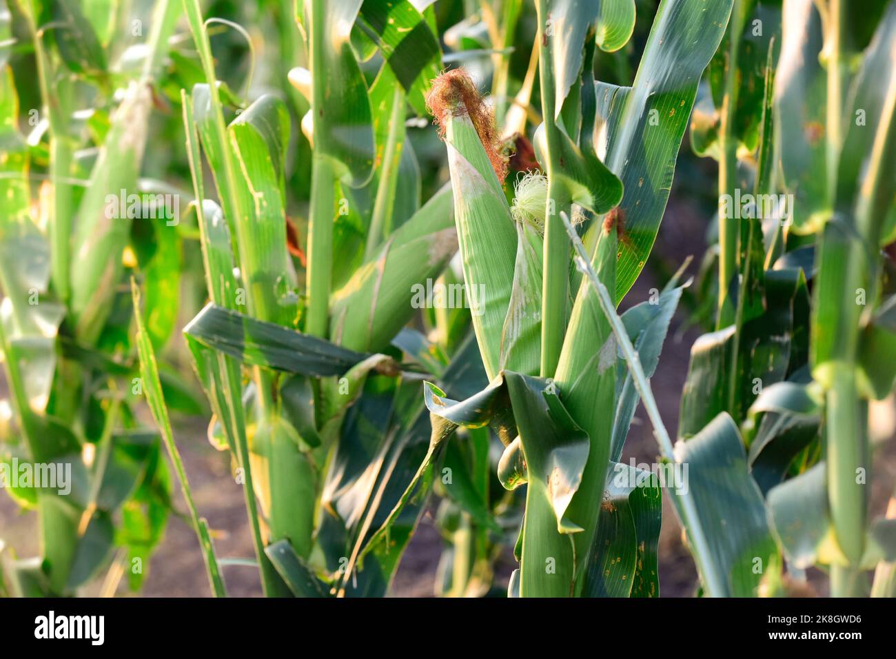 Corn plantation in the Pampean countryside Stock Photo - Alamy