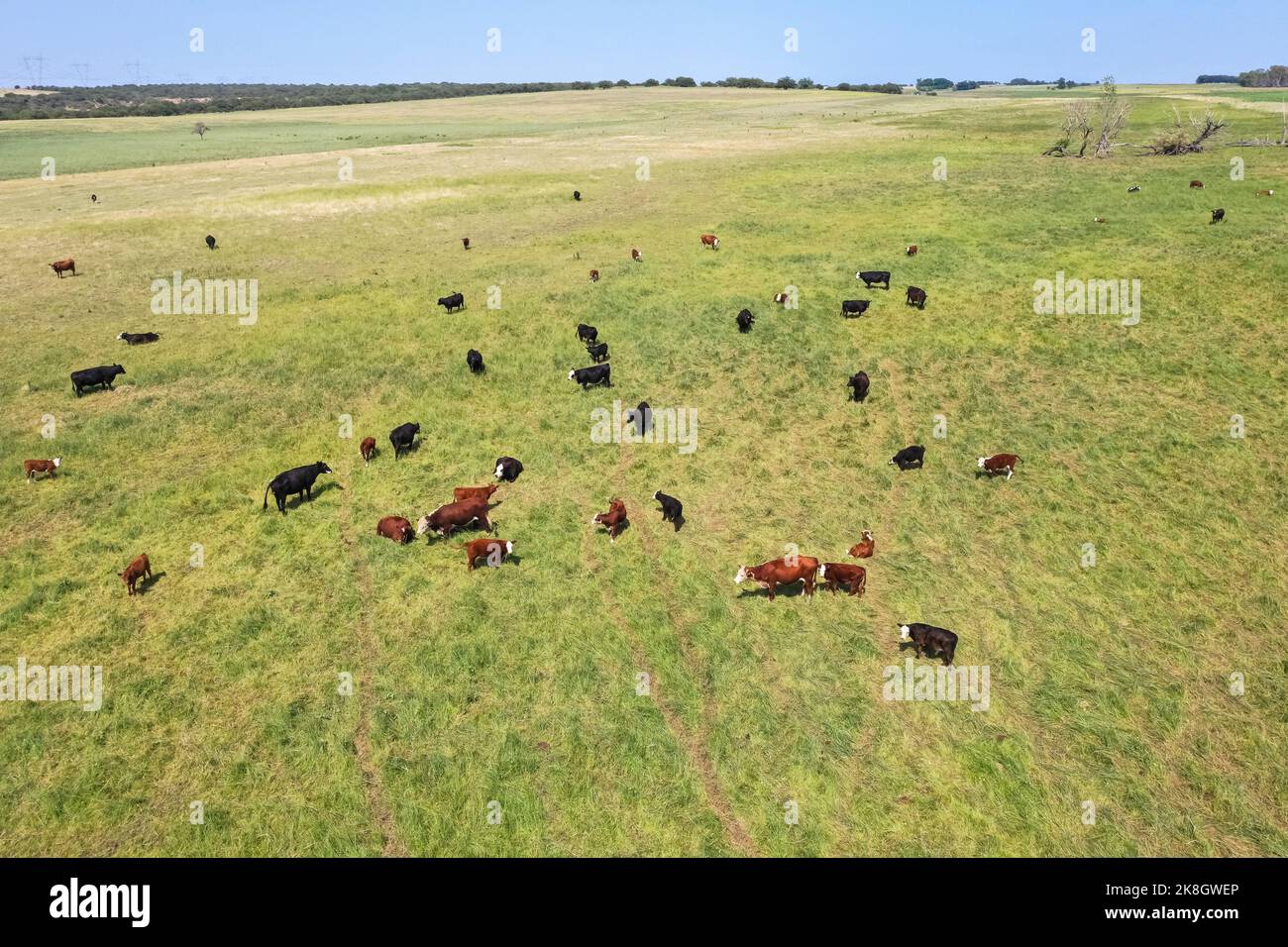 Cows raised with natural pastures, meat production in the Argentine ...