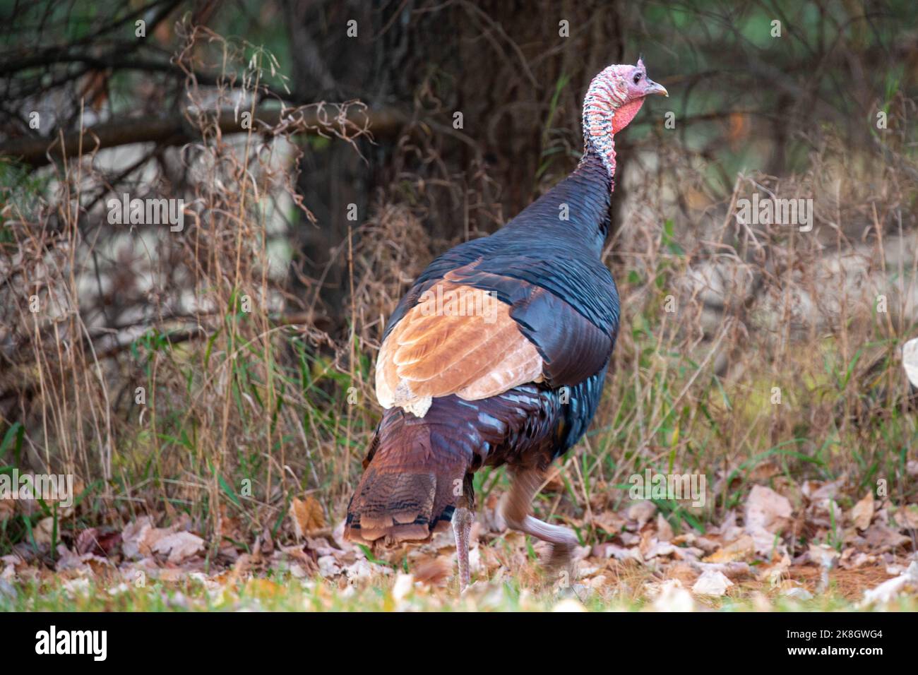 Rare wild male turkey (Meleagris gallopavo) erythritic color phase also ...