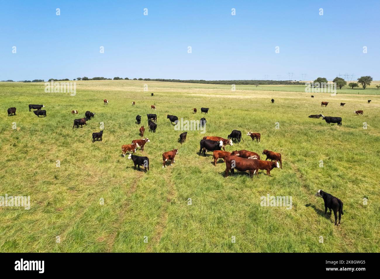 Cows raised with natural pastures, meat production in the Argentine ...