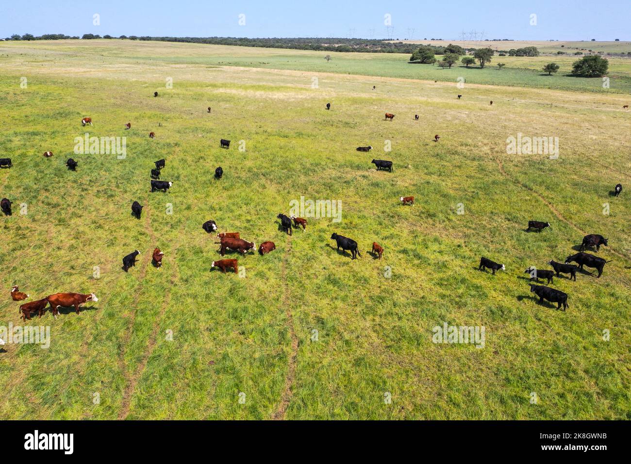 Cows raised with natural pastures, meat production in the Argentine ...