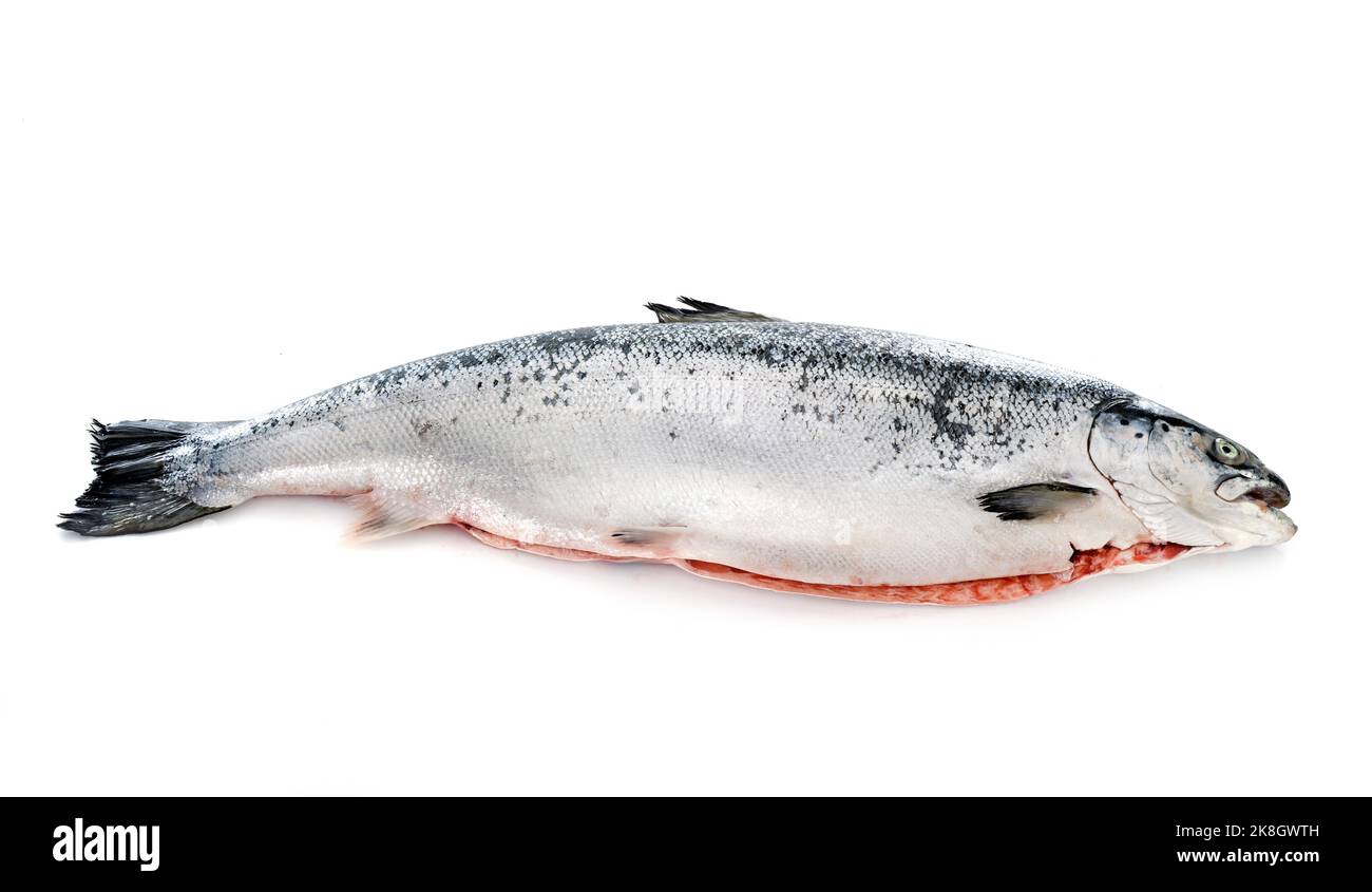 fresh salmon in front of white background Stock Photo - Alamy