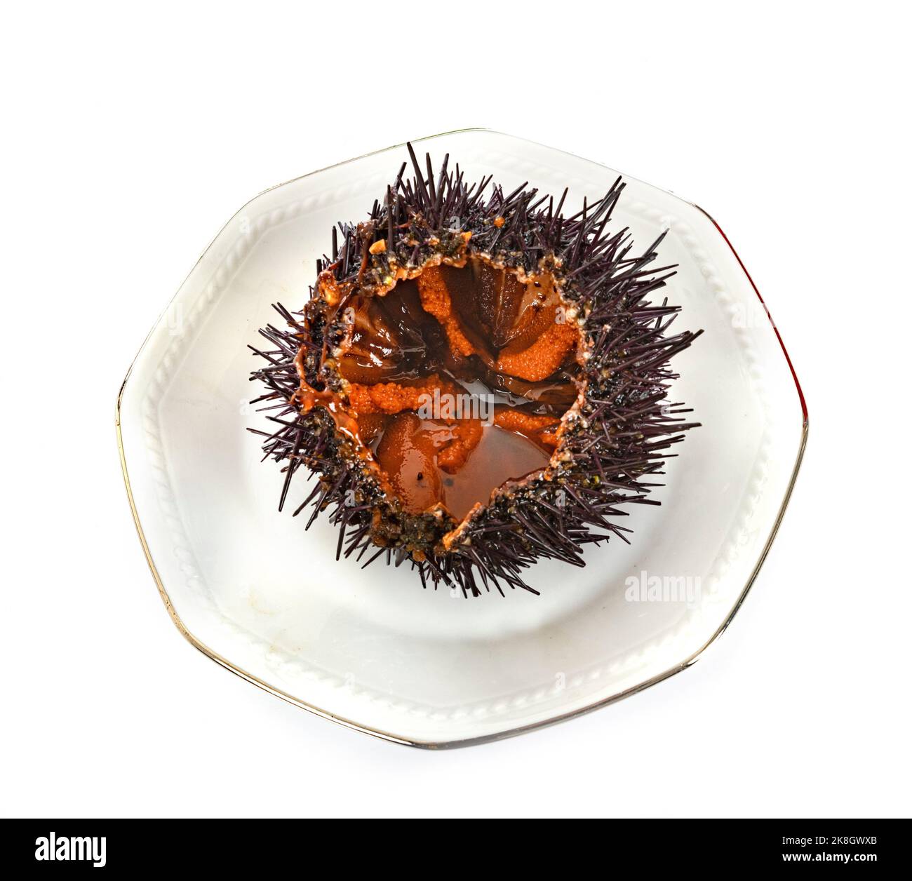 sea urchin in front of white background Stock Photo - Alamy