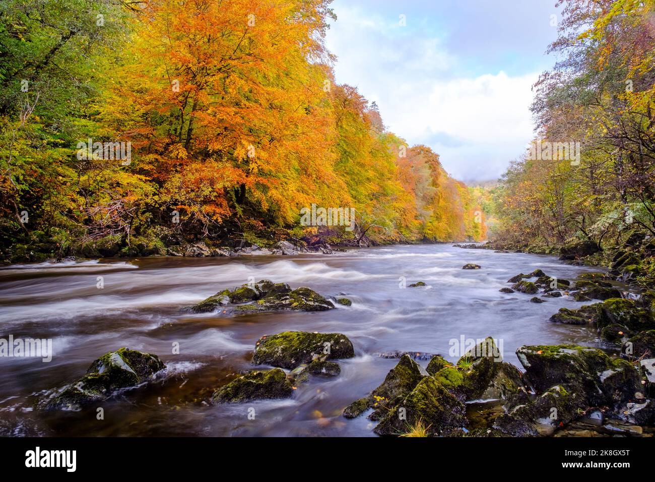 The enchanted forest perthshire hi-res stock photography and images - Alamy