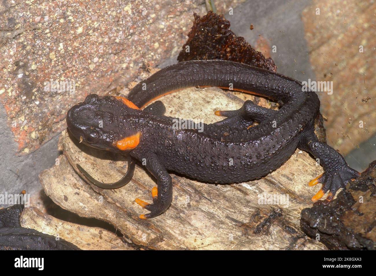 Knobby newt hi-res stock photography and images - Alamy