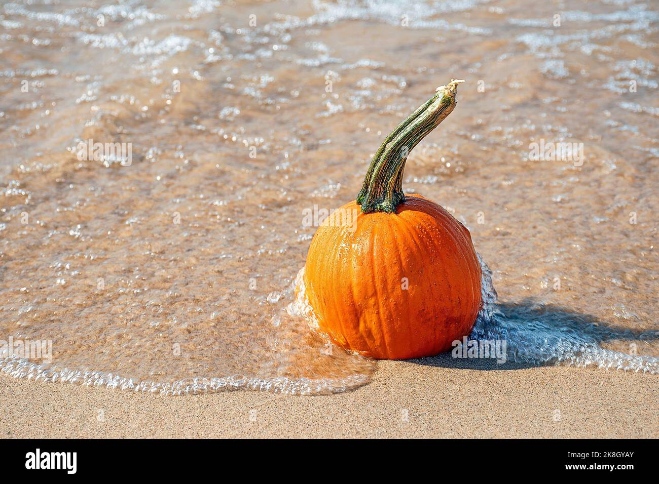 Orange autumn pumpkin in beach water Stock Photo - Alamy