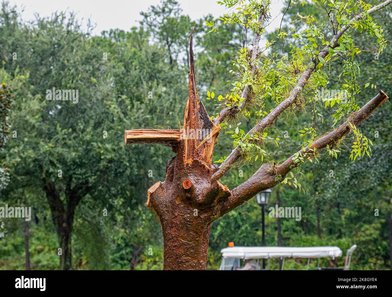 A damaged tree broken after a hurricane Stock Photo - Alamy