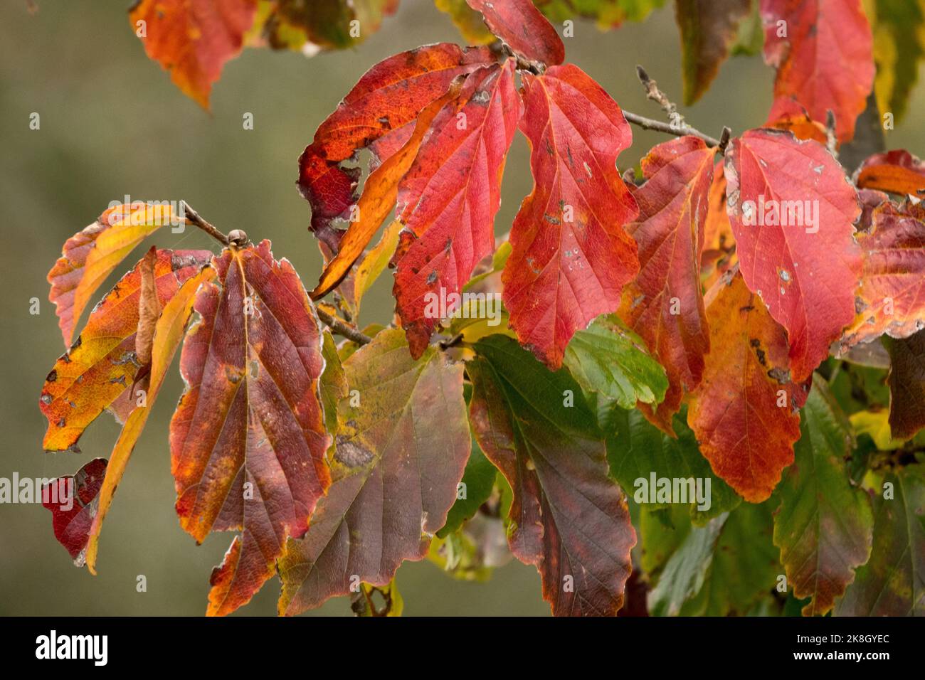 Parrotia persica bella hi-res stock photography and images - Alamy