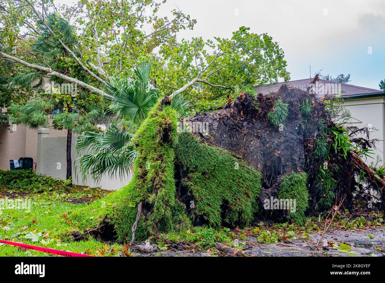 Fallen tree reasting on a wall after hurricane Ian strong winds Stock ...