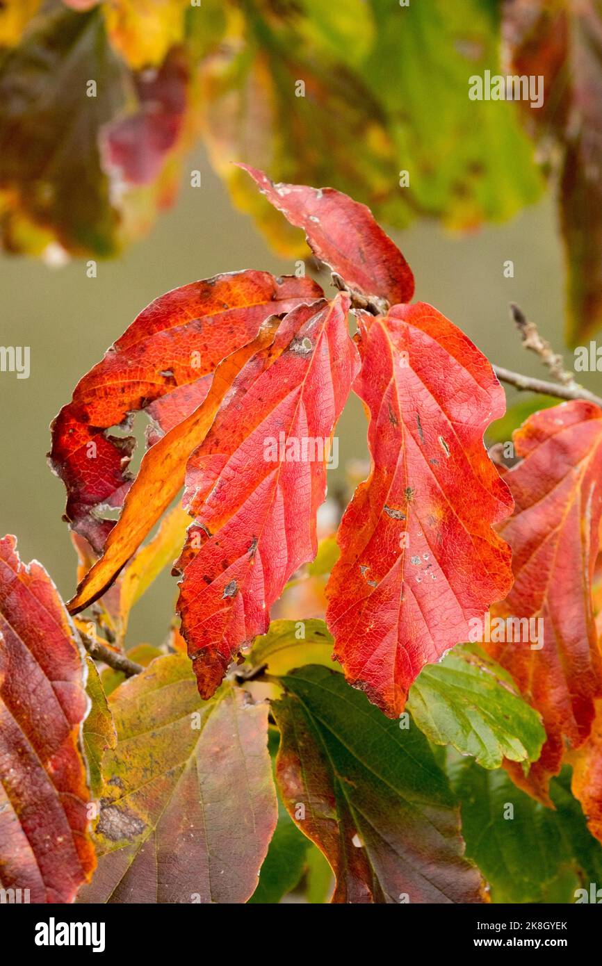 Foliage autumn close Parrotia persica Persian Ironwood Red, Leaves ...