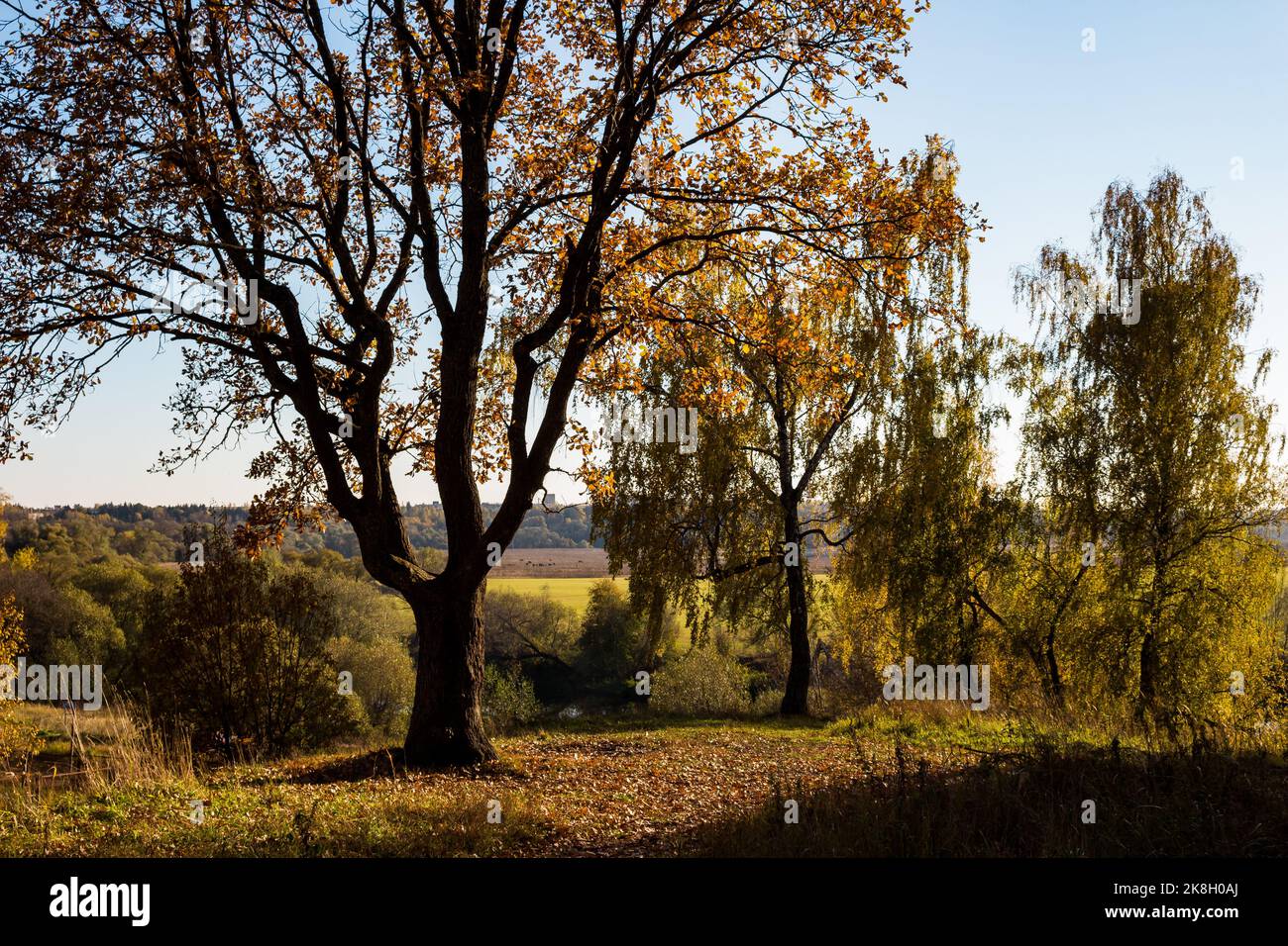 Oak tree with spreading crown hi-res stock photography and images - Alamy