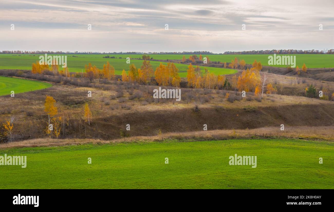 Series photos of autumn nature, green fields with winter shoots ...