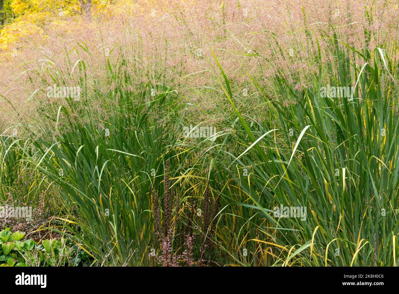 Garden Grasses, Panicum virgatum "Thundercloud" clumps of tall grasses ...