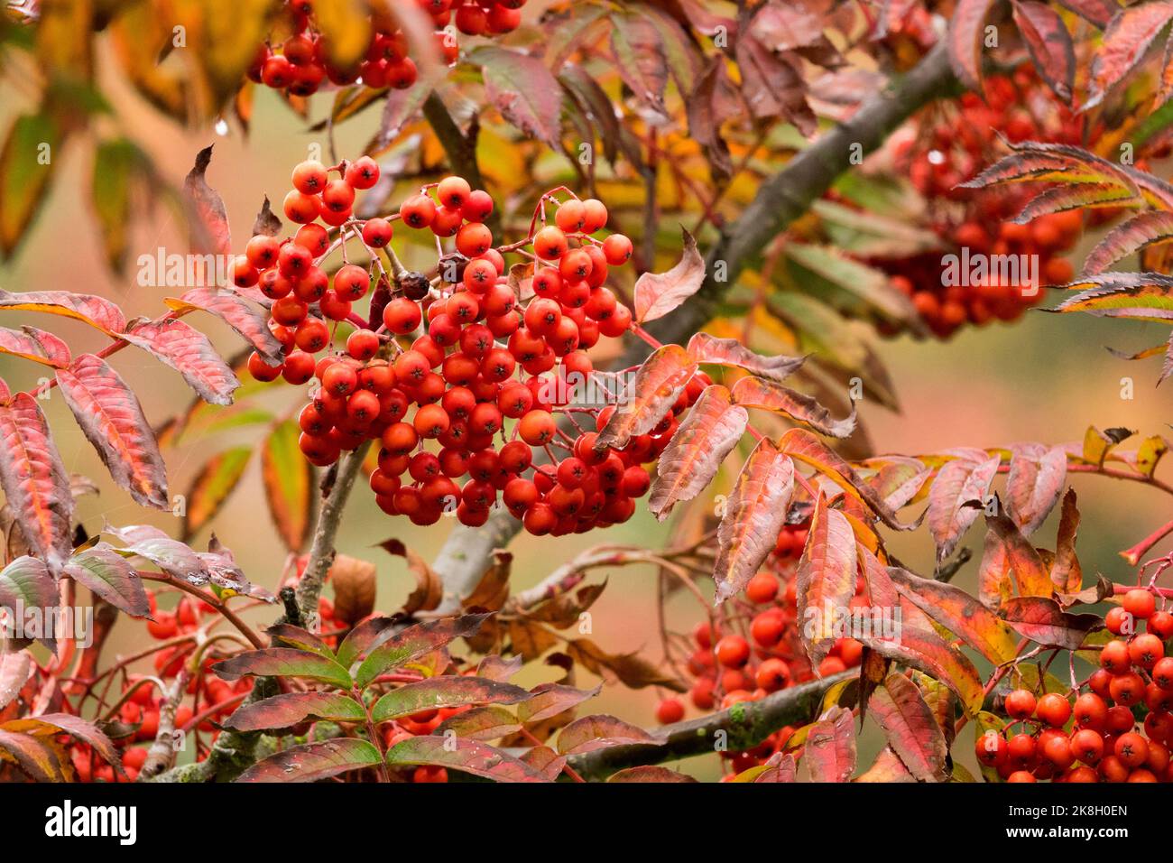 With ripe fruits hi-res stock photography and images - Alamy