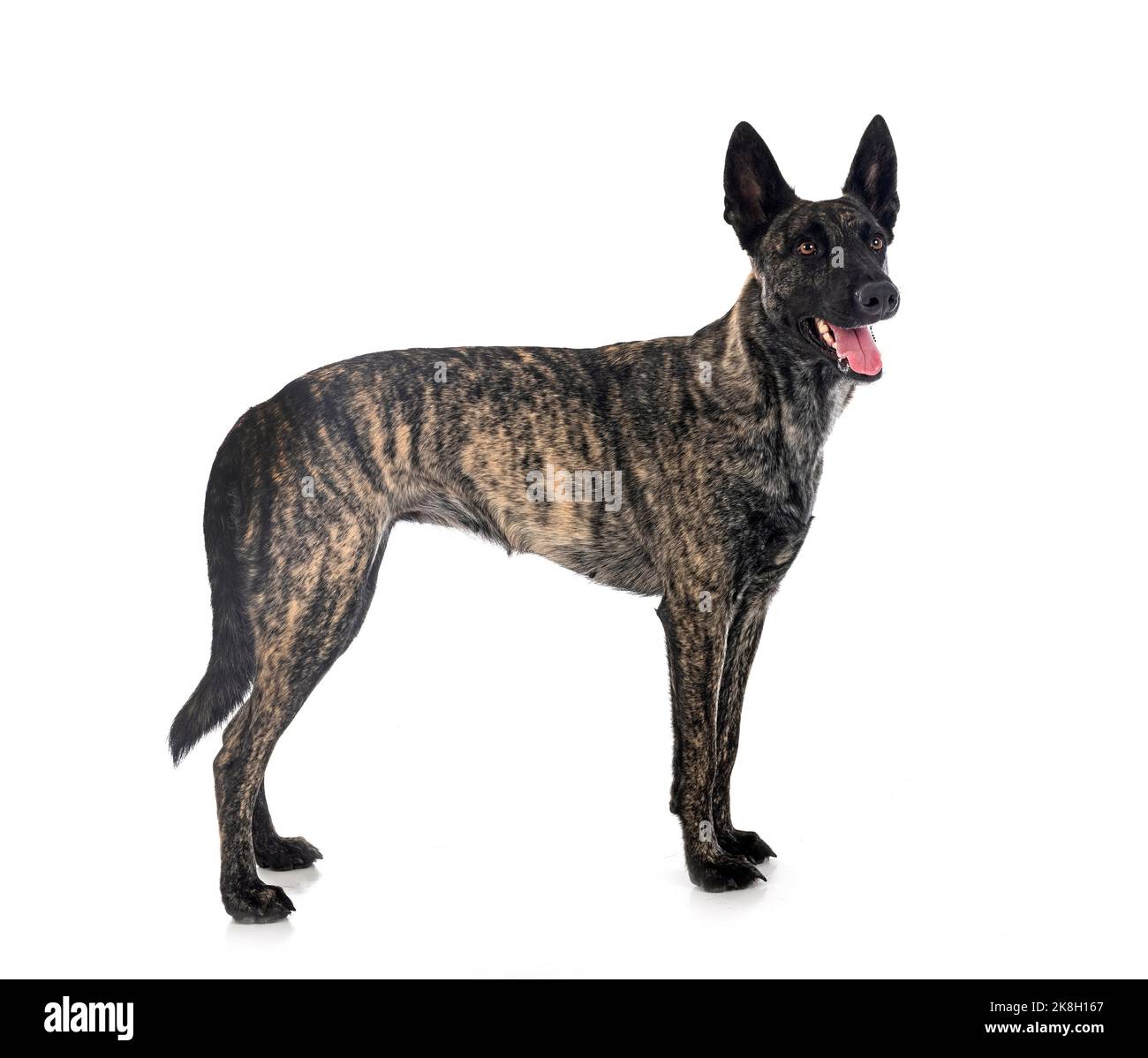 Dutch Shepherd in front of white background Stock Photo - Alamy