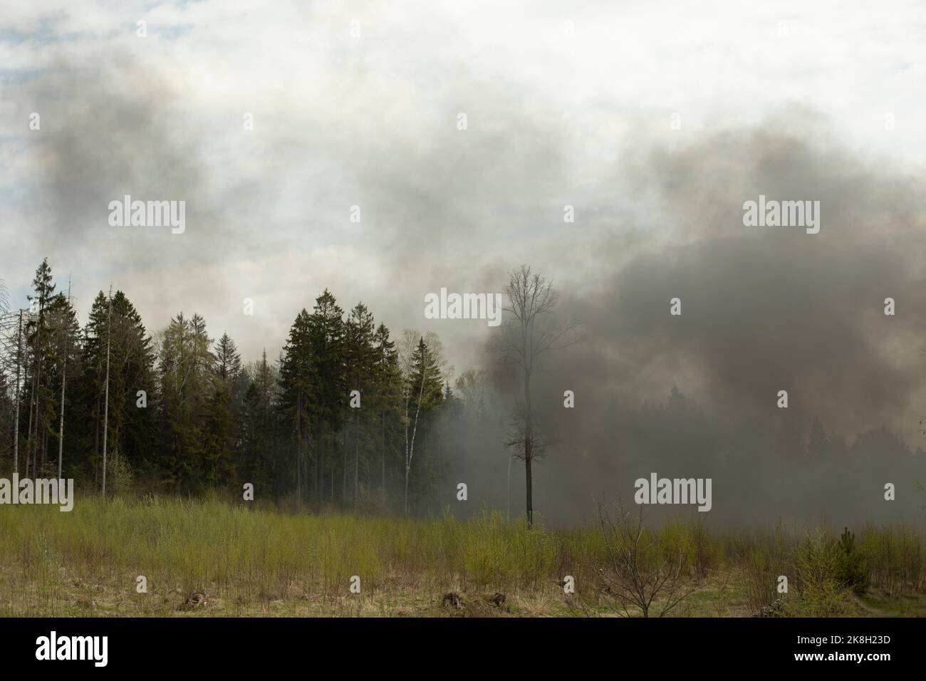 Smoke in woods. Fire in nature. Black smoke in countryside. It's ...
